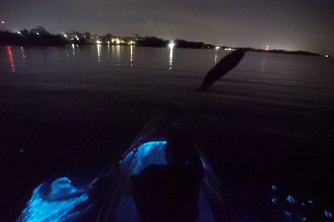 Clear Kayak Bioluminescence Tour - Key Points
