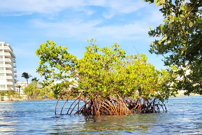Clear Kayak Eco Tour in Jupiter, Florida - An In-Depth Look at the Tour Experience