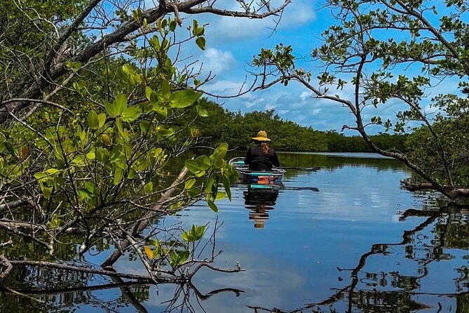 Clear Kayak Ecotour at Robinson Preserve in Bradenton, Florida - The Value of Guided and Small Group Tours