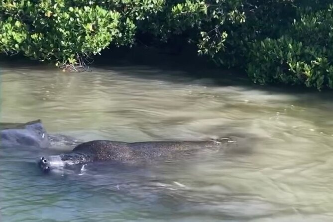 Clear Kayak Guided Eco Tour in North Naples - What Reviewers Loved
