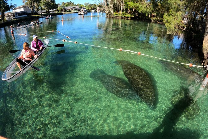 Clear Kayak Manatee Ecotour of Crystal River - Introducing the Experience