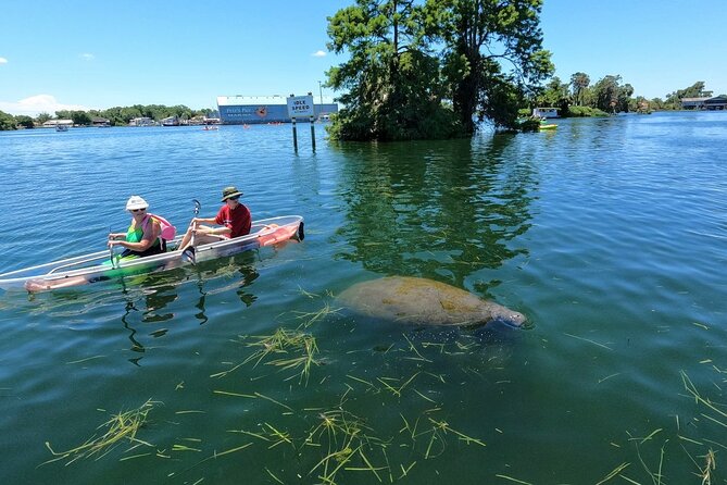 Clear Kayak Manatee Viewing Sunset and Glow Tour of Crystal River - FAQs