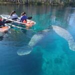 Clear Kayak or Paddleboard Manatee Adventure - What Makes the Equipment and Guides Special