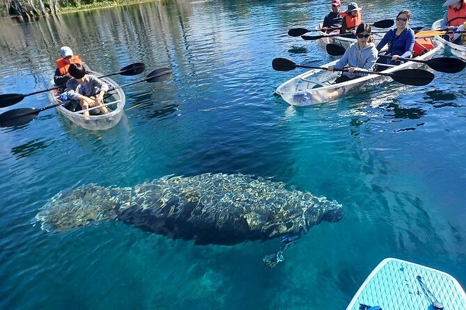 Clear Kayak or Paddleboard Manatee Adventure - Price, Value, and Additional Costs