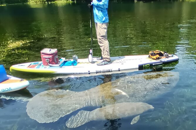 Clear Kayak or Paddleboard Manatee Adventure - The Experience: What To Expect