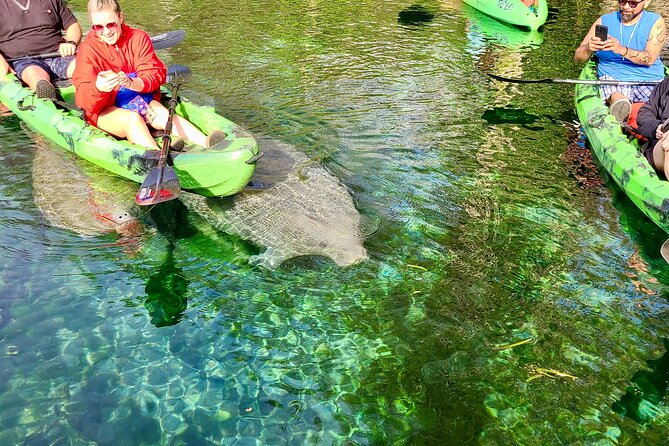 Clear Kayak or Paddleboard Manatee Adventure - The Sum Up