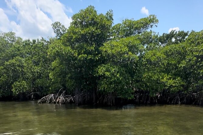 Clear Kayak RentalPeanut Island/West Palm Beach - Wildlife and Nature Encounters