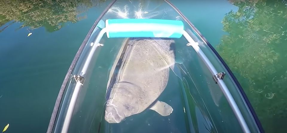 Clear Kayak Three Sisters Springs Ecotour of Crystal River - Who Would Enjoy This Tour?