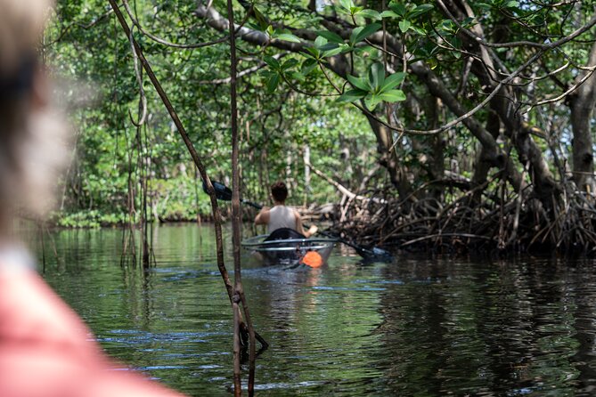 Clear Kayak Tour in North Miami Beach - Mangrove Tunnels - The Authenticity of Reviews: What Real Guests Say