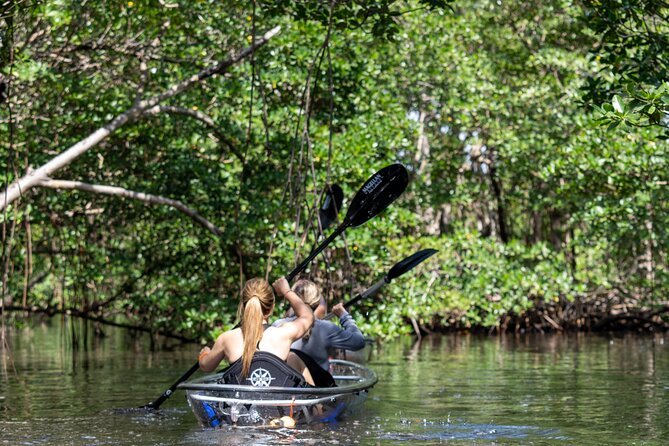 Clear Kayak Tour in North Miami Beach - Mangrove Tunnels - Practical Tips for Your Tour