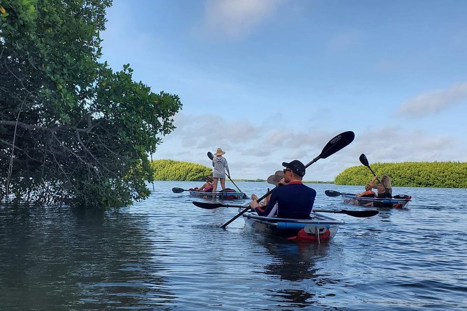 Clear Kayak Tour of Shell Key Preserve and Tampa Bay Area - Who Should Consider This Tour?