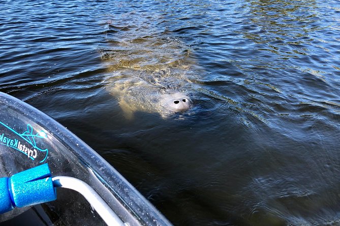 Clear Kayak Tour of Tarpon Springs | Manatee Season - FAQ