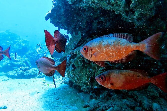 Clear Kayak Tour with Pontoons and Optional Snorkeling-Unlimited - FAQ
