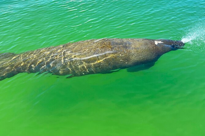 Clear/Standard Kayak Self Guided Island EcoTour Bonita Springs! - What to Expect from the Tour
