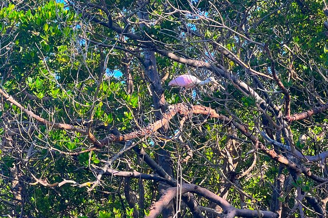 Clear/Standard Kayak Self Guided Island EcoTour Bonita Springs! - The Experience from a Reviewers Perspective