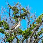 Clear/Standard Kayak Self Guided Island EcoTour Bonita Springs! - The Practicalities: Booking, Cost, and Logistics
