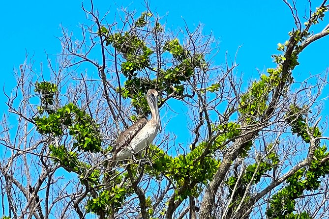Clear/Standard Kayak Self Guided Island EcoTour Bonita Springs! - The Practicalities: Booking, Cost, and Logistics