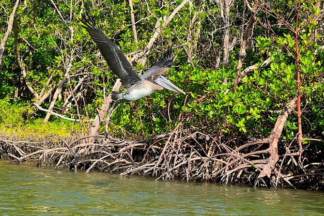 Clear/Standard Kayak Self Guided Island EcoTour Bonita Springs! - Who Should Consider This Tour?