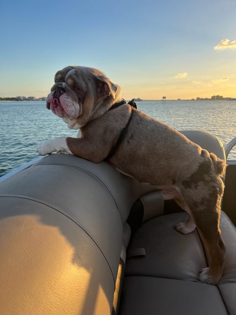 Clearwater: 4 Hour Private Pontoon Boat Rental with Captain - Customization and Additional Options