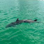 Clearwater Beach: Dolphin & Island Sandbar Cruise - Practical Details and Tips