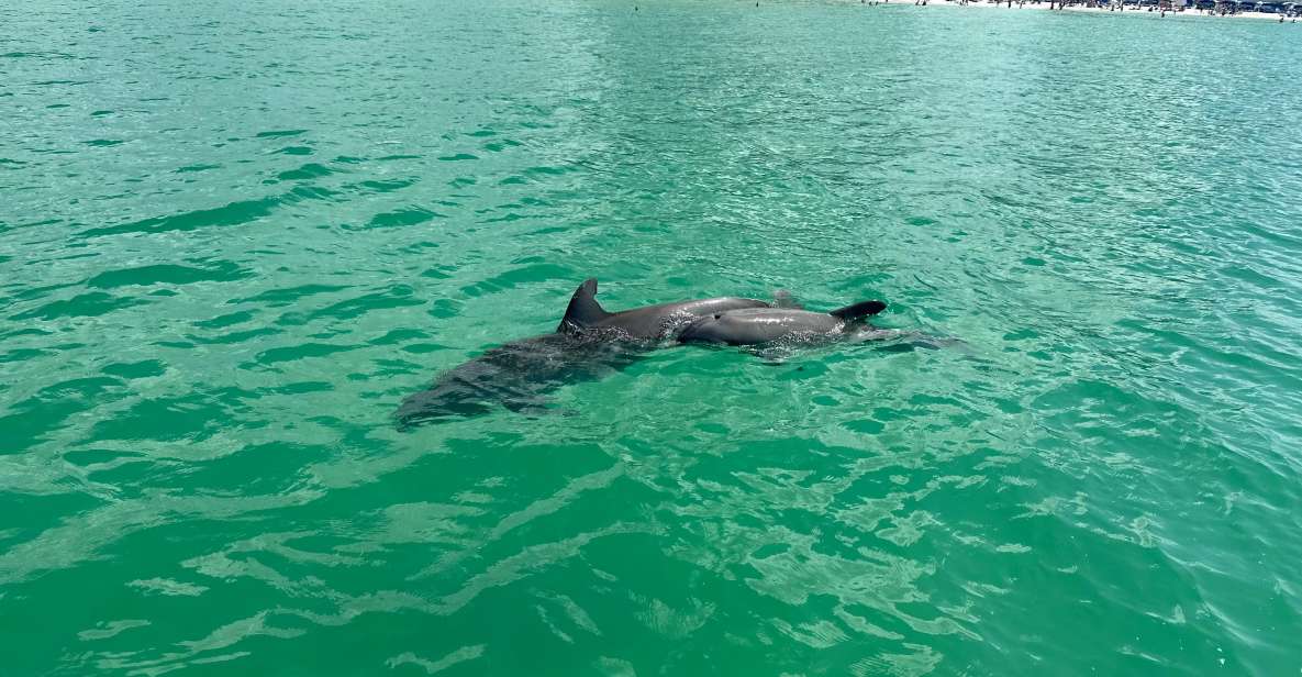 Clearwater Beach: Dolphin & Island Sandbar Cruise - Practical Details and Tips