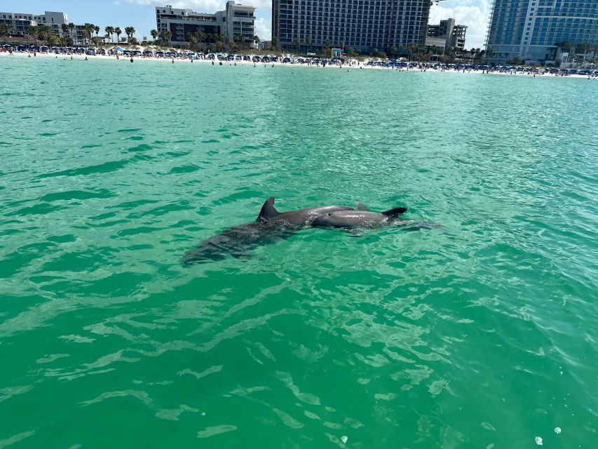 Clearwater Beach: Dolphin & Island Sandbar Cruise - Final Thoughts: Is This Cruise for You?