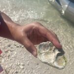Clearwater Beach Pontoon Tours - Real Experiences and Highlights from Reviews