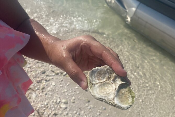 Clearwater Beach Pontoon Tours - Real Experiences and Highlights from Reviews