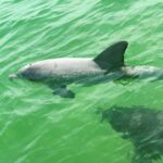 Clearwater Beach Private Pontoon Tours - Who Should Consider This Tour?