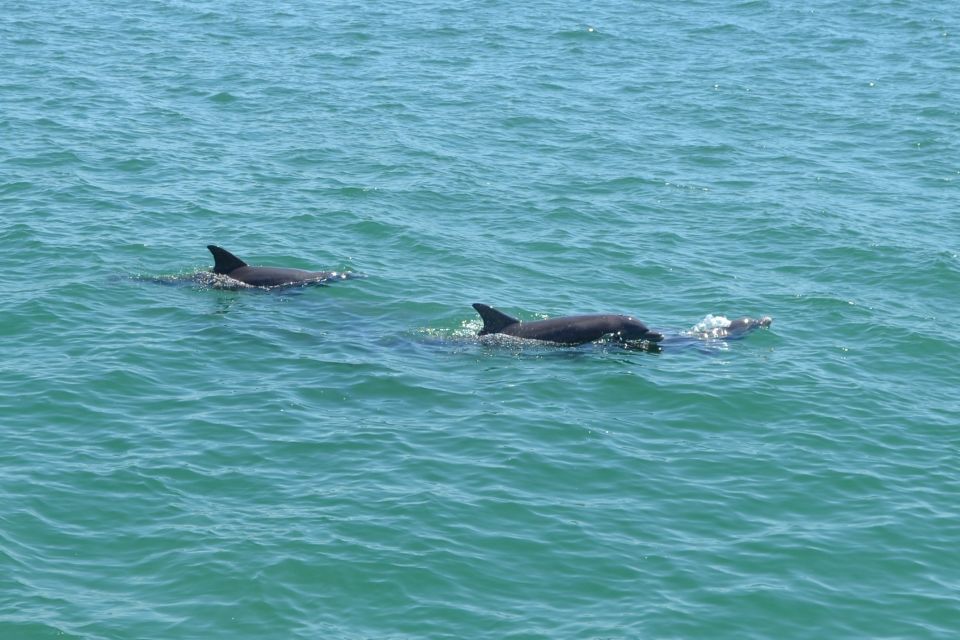Clearwater: Cruise with Guaranteed Dolphin Sightings - The Itinerary: What to Expect on This Dolphin Cruise
