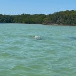Clearwater: Dolphin Jet Ski Tour - 1 SKI FOR UP TO 3 PEOPLE - Who Is This Tour Best For?