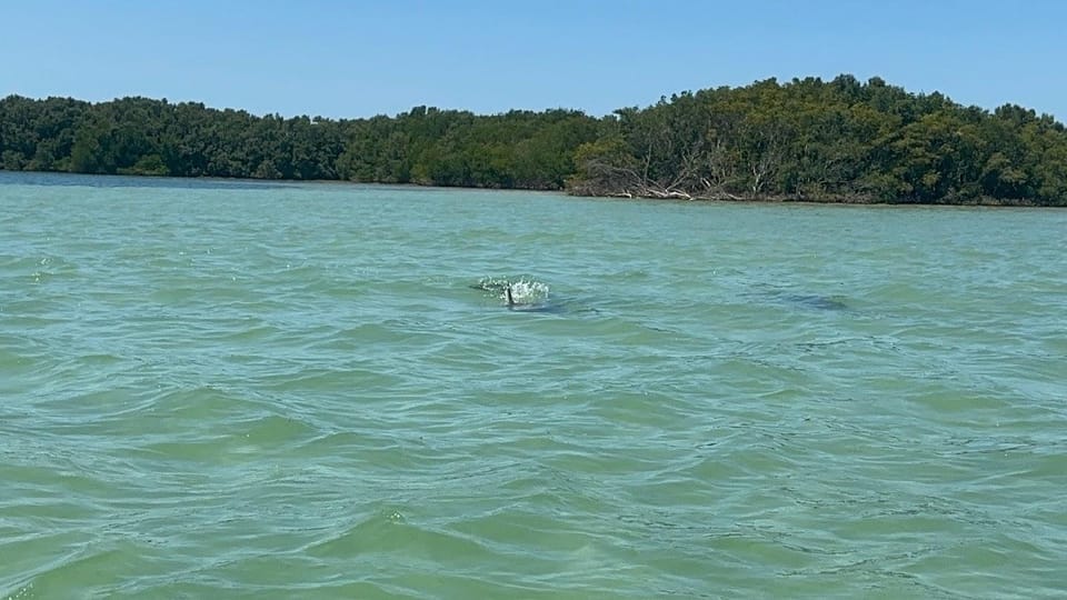 Clearwater: Dolphin Jet Ski Tour - 1 SKI FOR UP TO 3 PEOPLE - Who Is This Tour Best For?