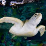 Clearwater: Eco-Certified Marine Aquarium General Admission - What to Expect During Your Visit
