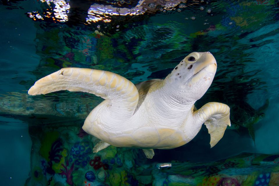 Clearwater: Eco-Certified Marine Aquarium General Admission - What to Expect During Your Visit