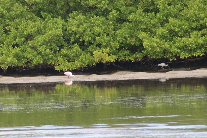 Clearwater Encounters with Dolphins Tour - FAQs