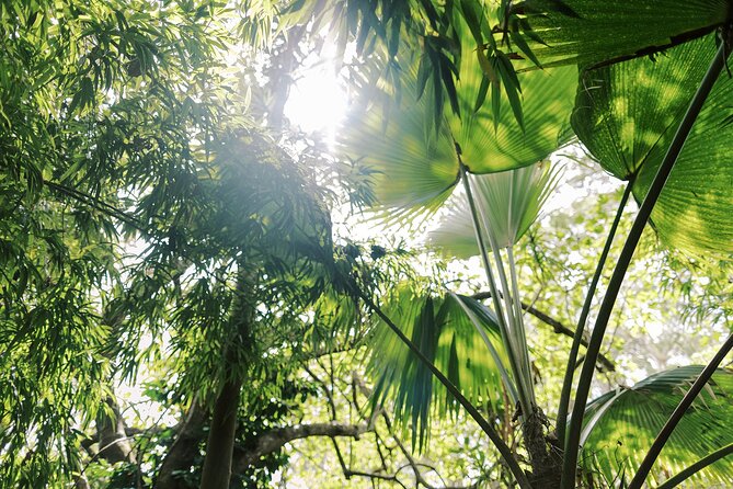 Cloud Forest Sanctuary Jungle Tour - Final Thoughts: Is It Worth It?