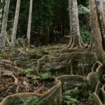 Cloud Forest Sanctuary Jungle Tour - FAQ