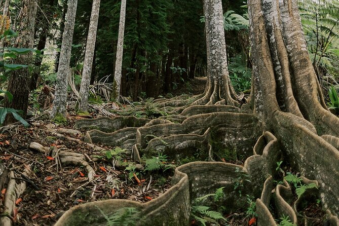 Cloud Forest Sanctuary Jungle Tour - FAQ