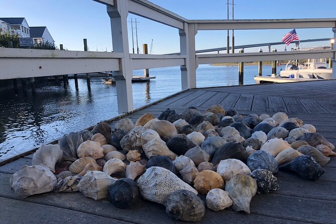 Coastal Excursion/Sunset Cruise/Sand Dollars/Sea Shells/Horses - An Overview of the Experience