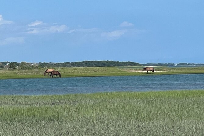 Coastal Excursion/Sunset Cruise/Sand Dollars/Sea Shells/Horses - Practical Details & Considerations