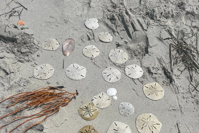 Coastal Excursion/Sunset Cruise/Sand Dollars/Sea Shells/Horses - Who Will Love This Tour?
