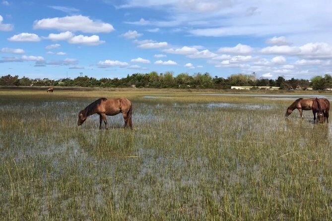 Coastal Excursion/Sunset Cruise/Sand Dollars/Sea Shells/Horses - Final Thoughts