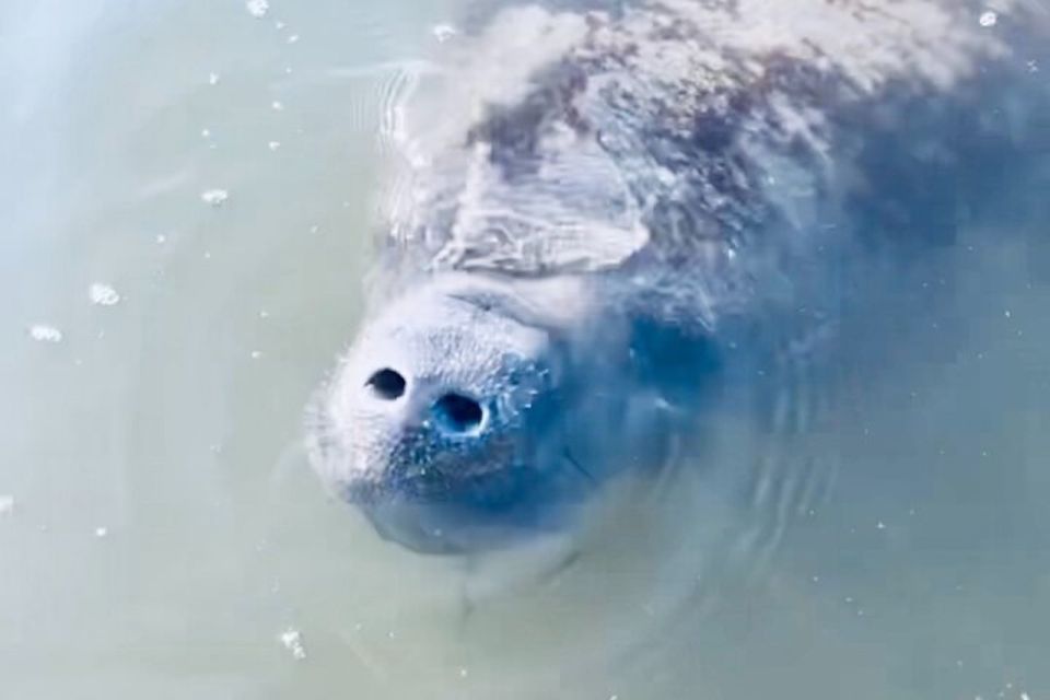 Cocoa Beach: Dolphin and Manatee Kayak or Paddle Tour - A detailed look at the Cocoa Beach Wildlife Tour