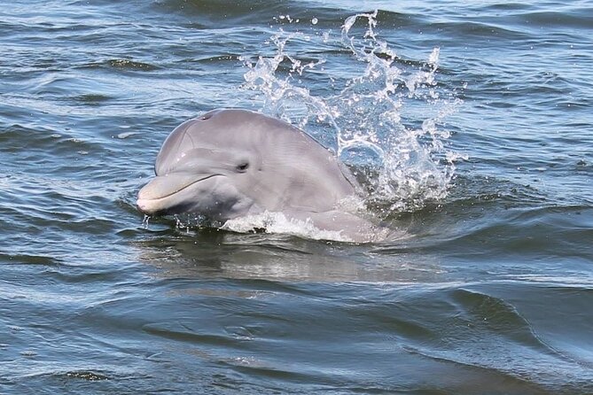 Cocoa Beach Dolphin Tours on the Banana River - An Honest Look at the Cocoa Beach Dolphin Tour