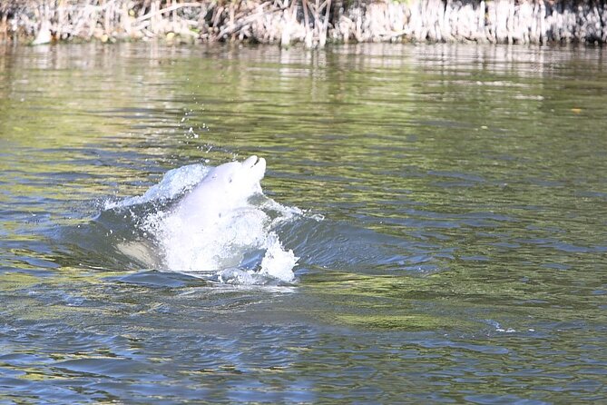 Cocoa Beach Dolphin Tours on the Banana River - What Makes This Tour a Great Value?