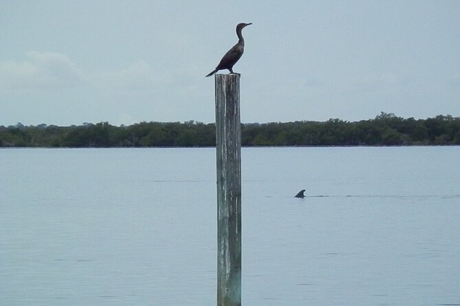 Cocoa Beach Dolphin Tours on the Banana River - The Pros and Cons