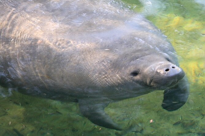 Cocoa Beach Dolphin Tours on the Banana River - Is This Tour Right for You?