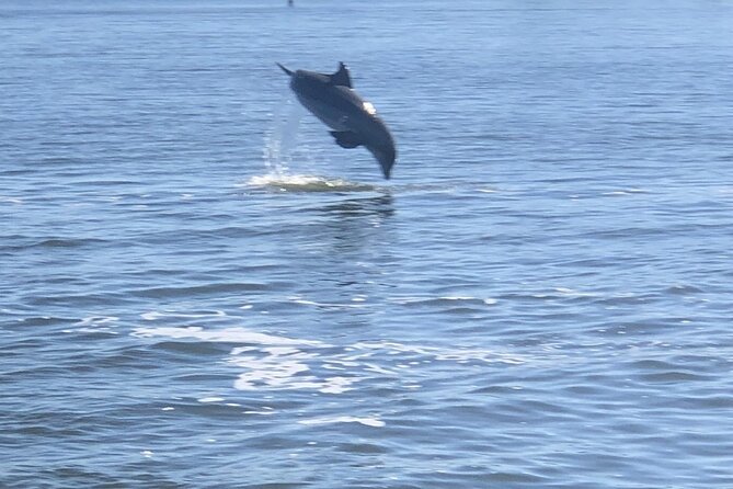 Cocoa Beach Dolphin Tours on the Banana River - Final Thoughts