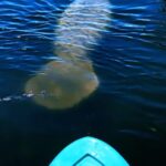 Cocoa Beach/Merritt Island: Guided Dolphin and Manatee Tour - Who Should Consider This Tour?
