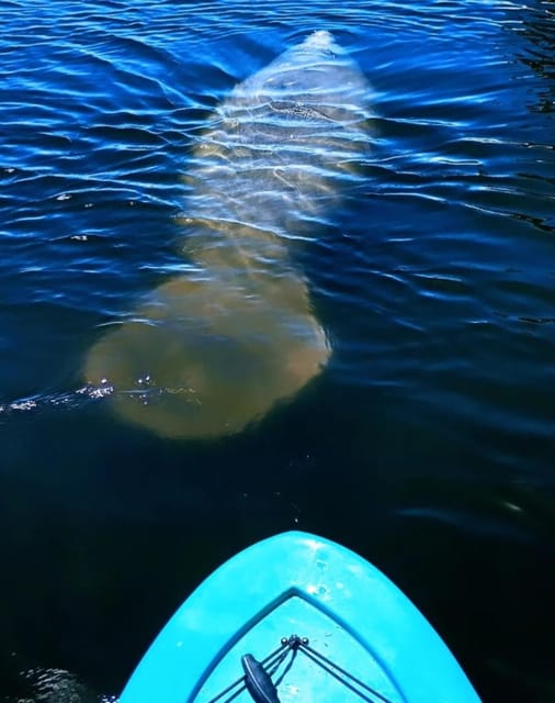 Cocoa Beach/Merritt Island: Guided Dolphin and Manatee Tour - Who Should Consider This Tour?